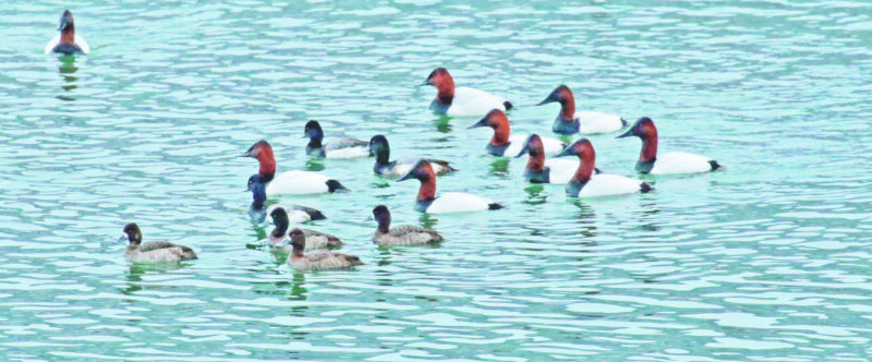 Throughout central Pennsylvania, bird migration is underway | News ...